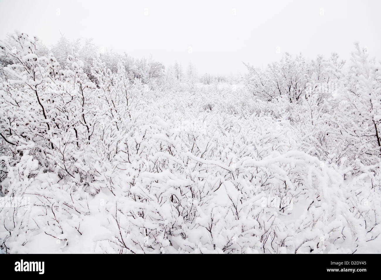 Bush covered with snow and frost Stock Photo - Alamy