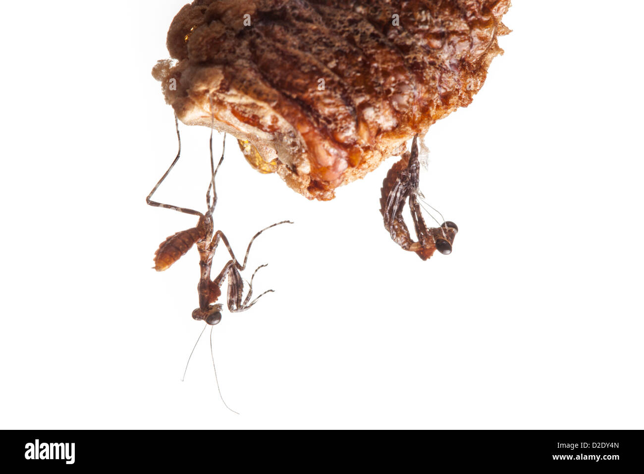 Eggs and dead animals hi-res stock photography and images - Alamy