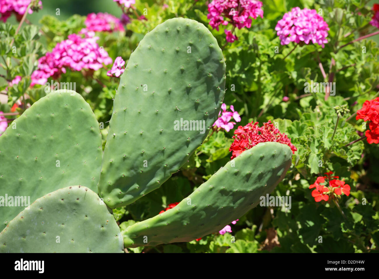 flat green branches of the cactus Stock Photo - Alamy