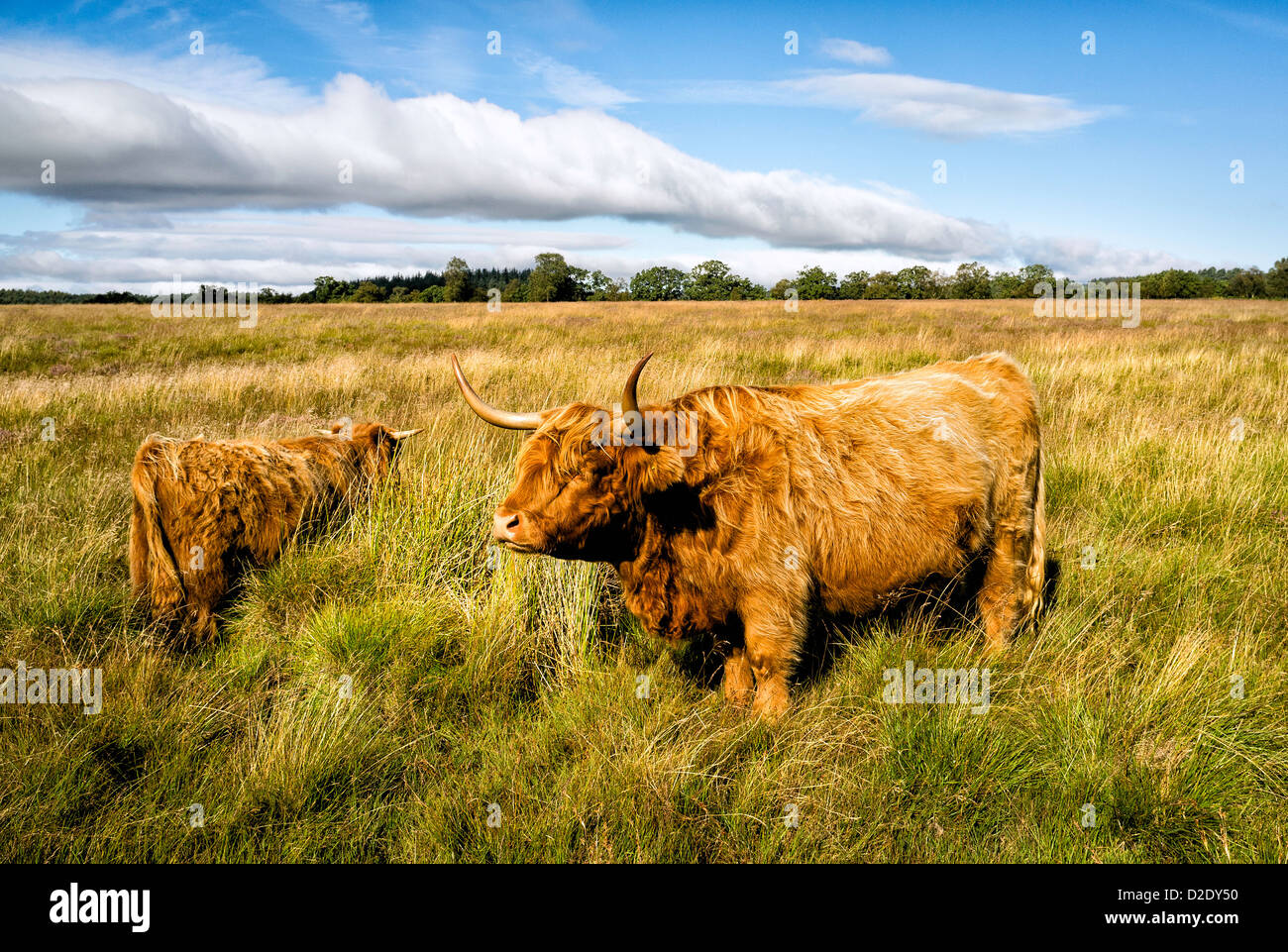 Scottish Highland cattle grazing in the North York Moors on a bright ...
