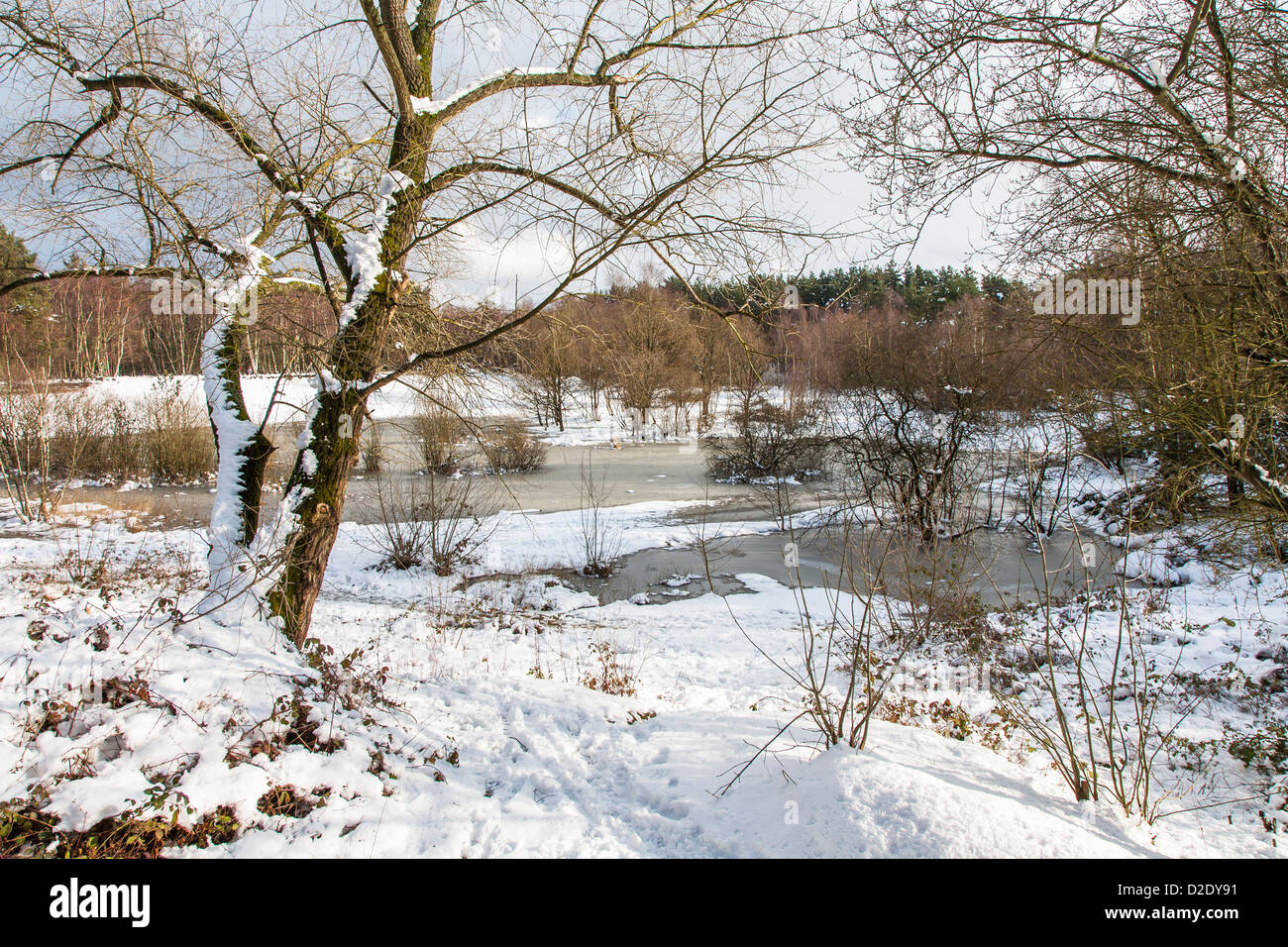 Horsell Common, Woking, Surrey, south-east England, UK. Snowy scene in ...