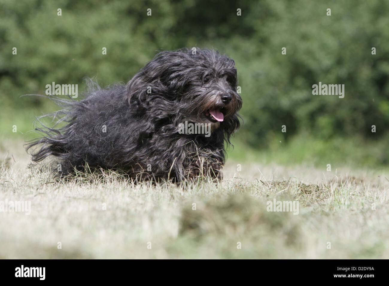 Dog Havanese / Bichon Havanais / Havaneser adult (black) running in a ...