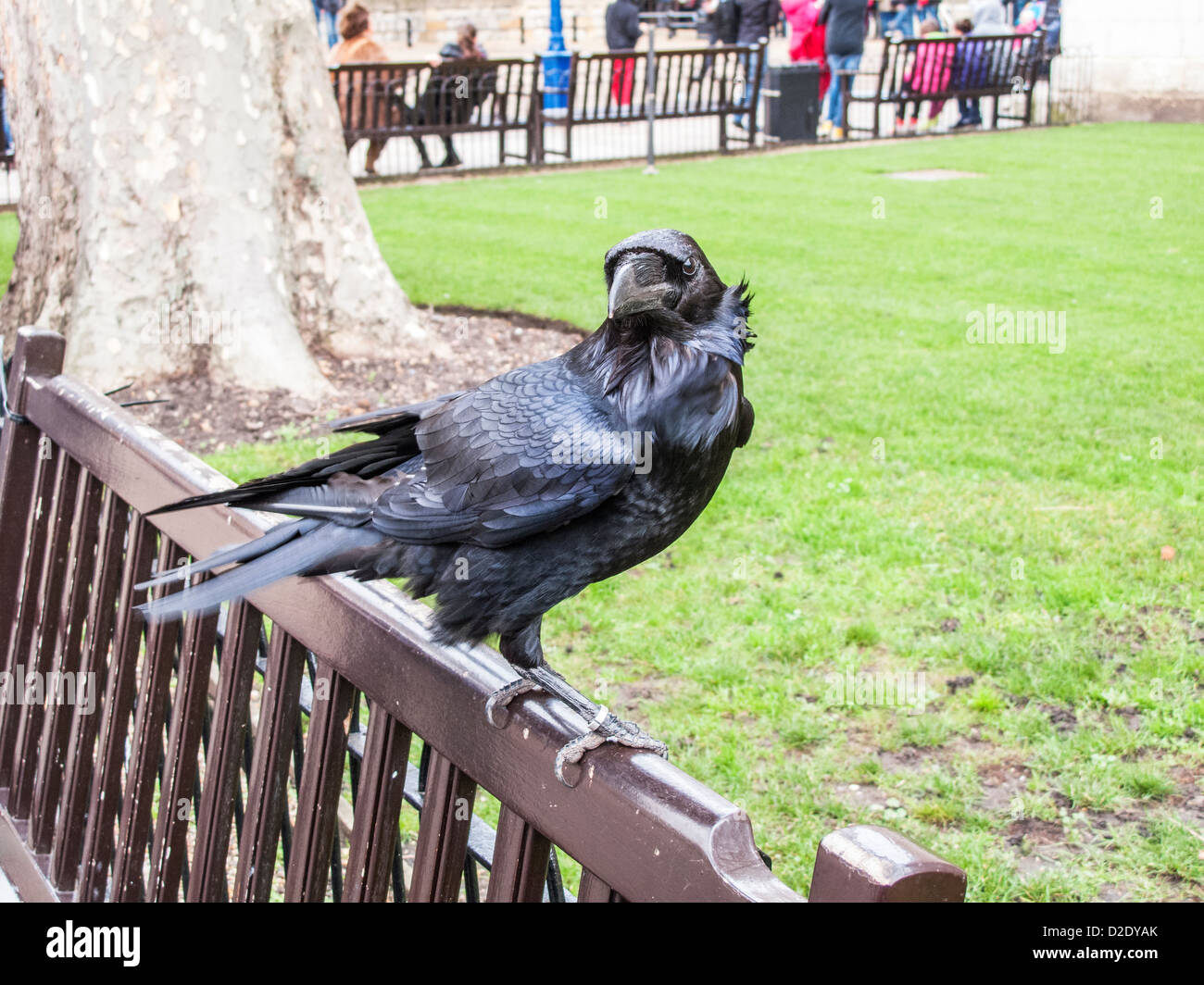 Raven standing on bench hi-res stock photography and images - Alamy