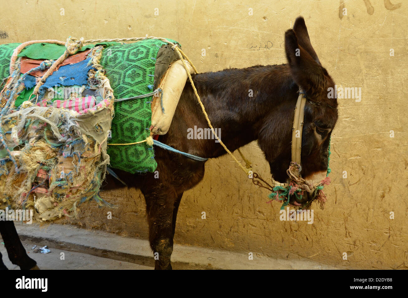 Working donkey, Morocco Stock Photo - Alamy
