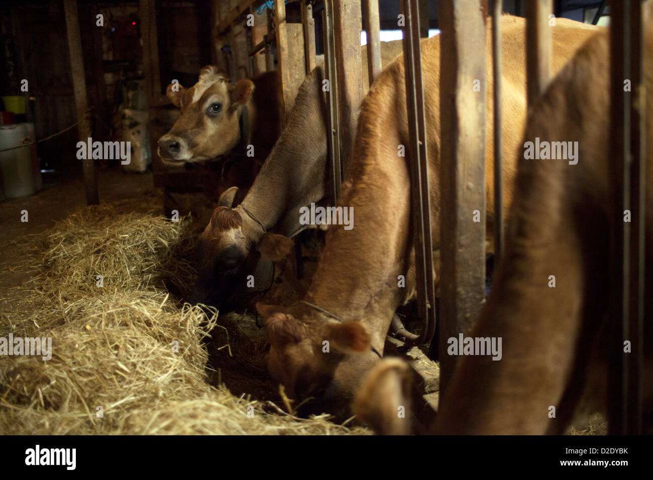 Milk producing milk Jersey cows eat grain and hay at a farm in ...