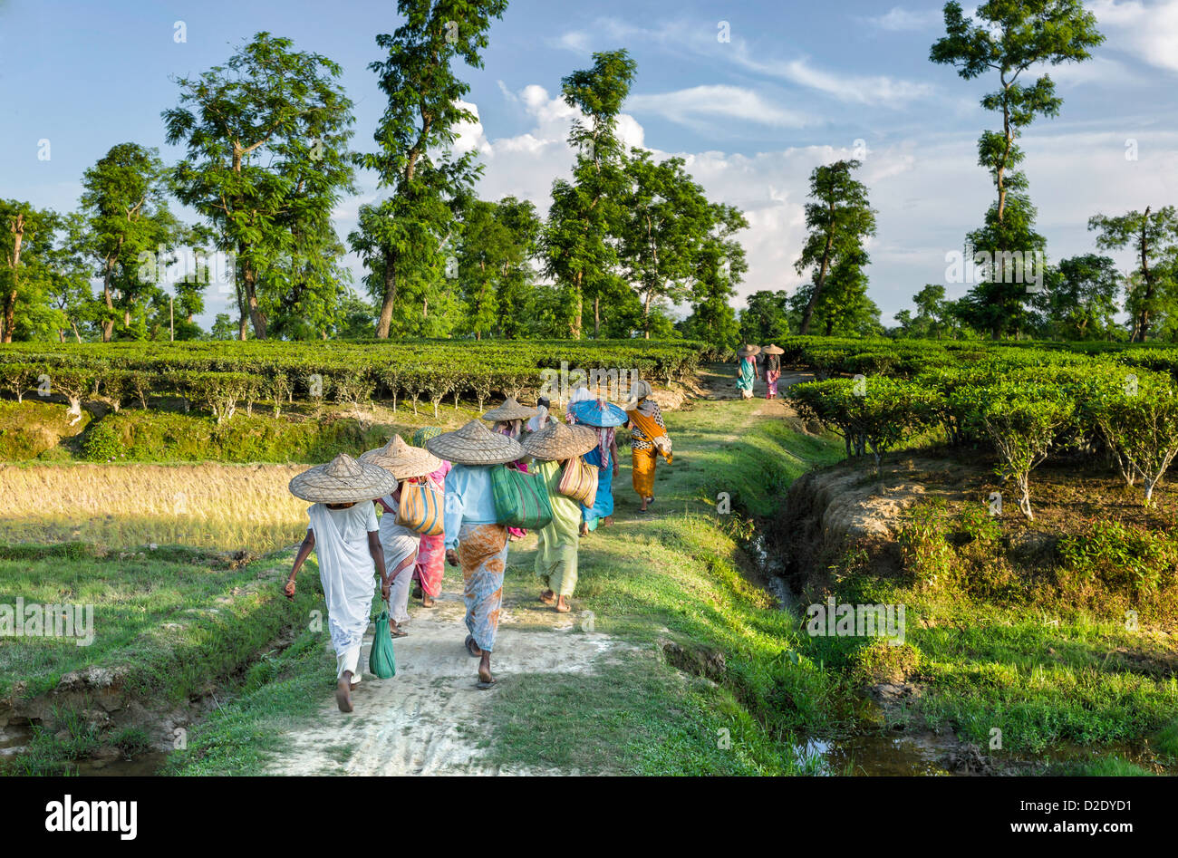 Jorhat assam tea plantation india hi-res stock photography and images ...