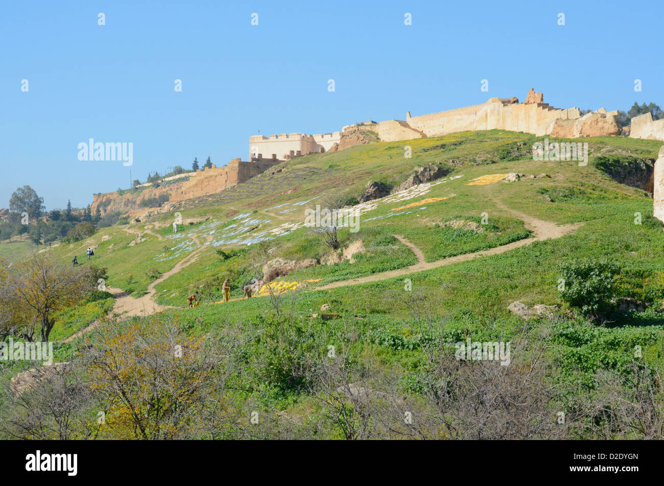hillside overlooking ancient city of Fez, Morocco. Animal skins are ...