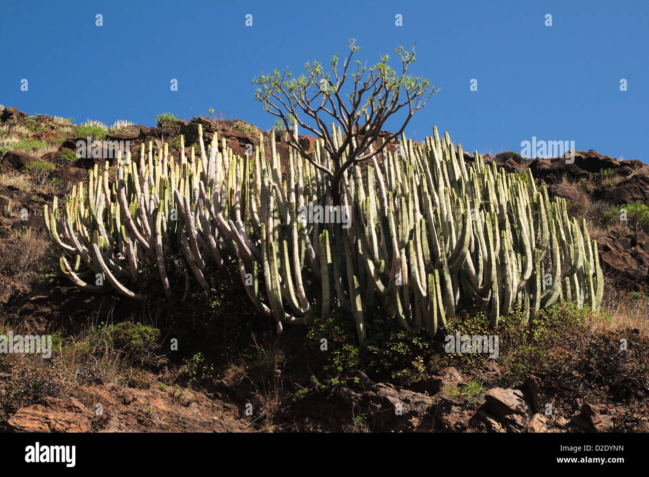 Bush euphorbia balsamifera tabaiba hi-res stock photography and images ...