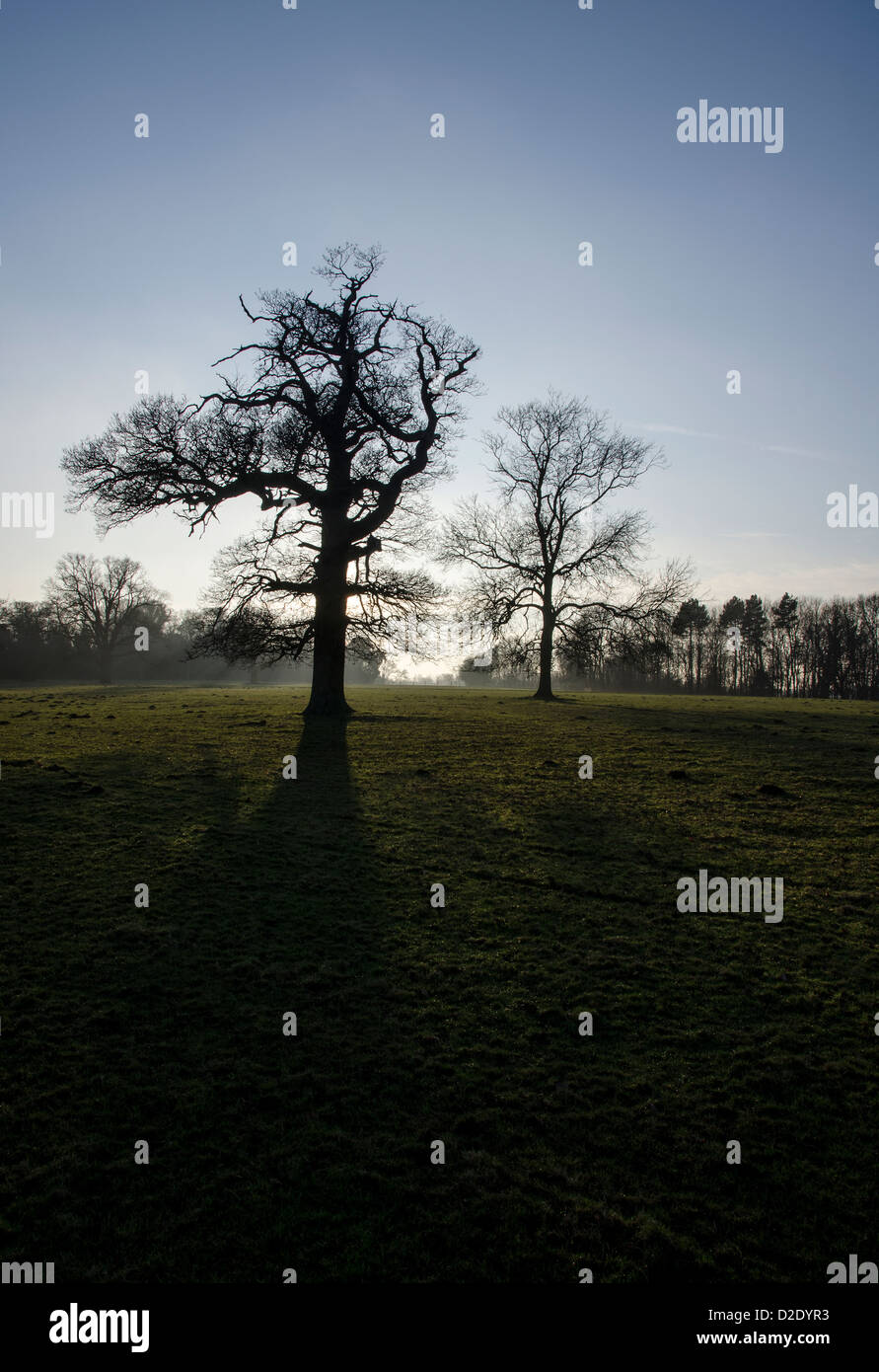 Trees in winter Stock Photo - Alamy