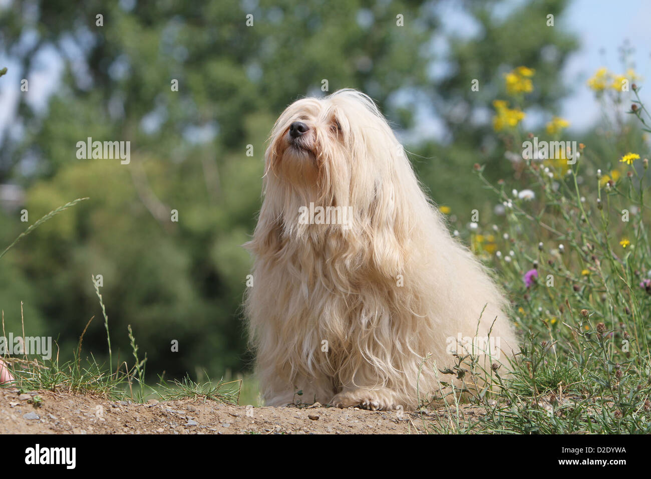 Cream Havanese