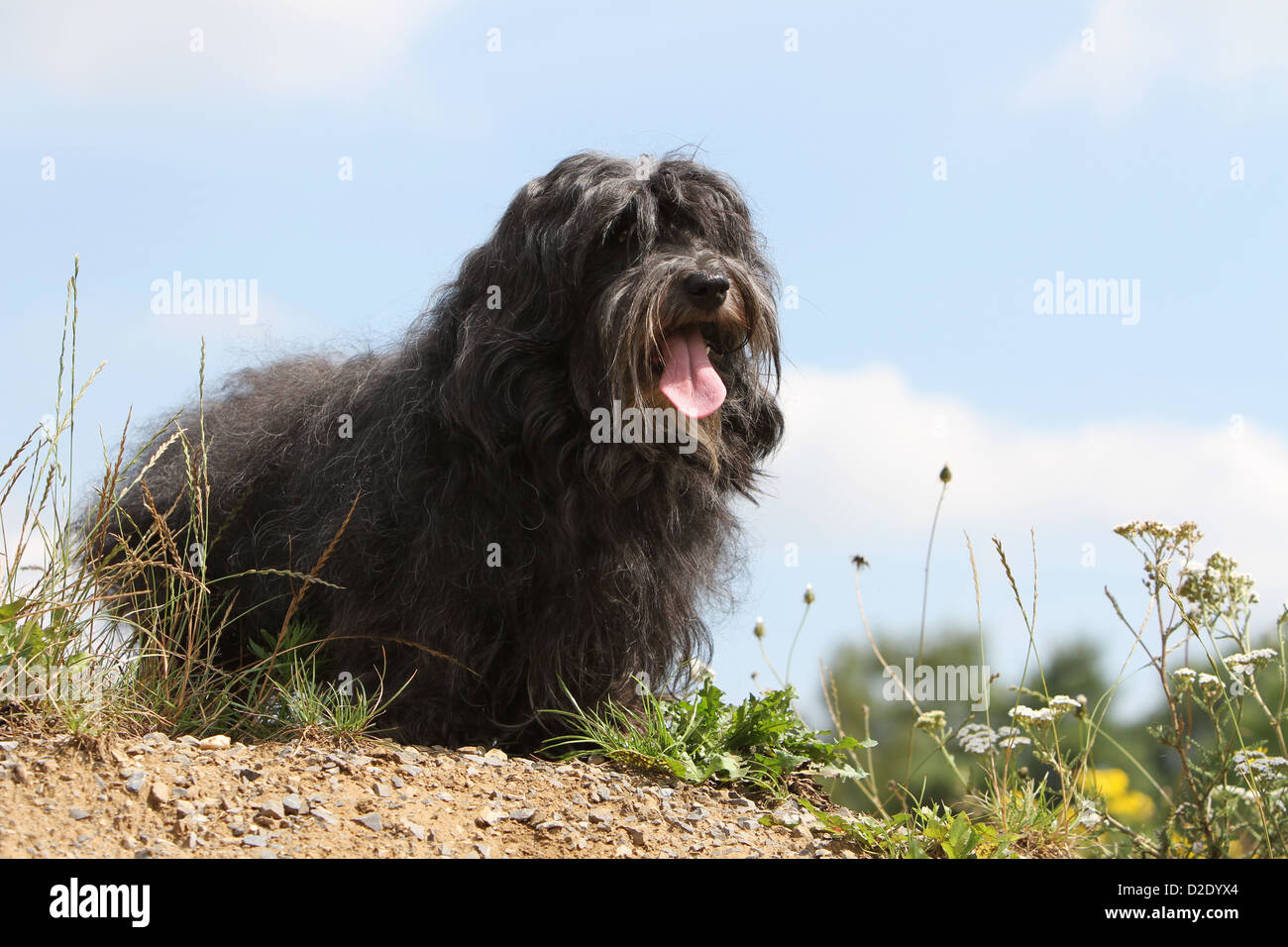 Dog Havanese / Bichon Havanais / Havaneser adult (black) standing in a ...