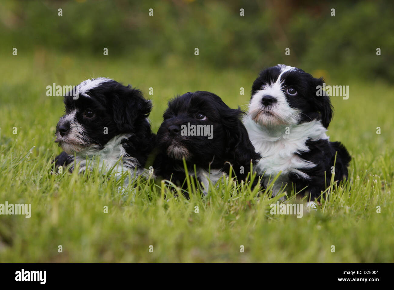 Dog Havanese / Bichon Havanais / Havaneser three puppies different ...