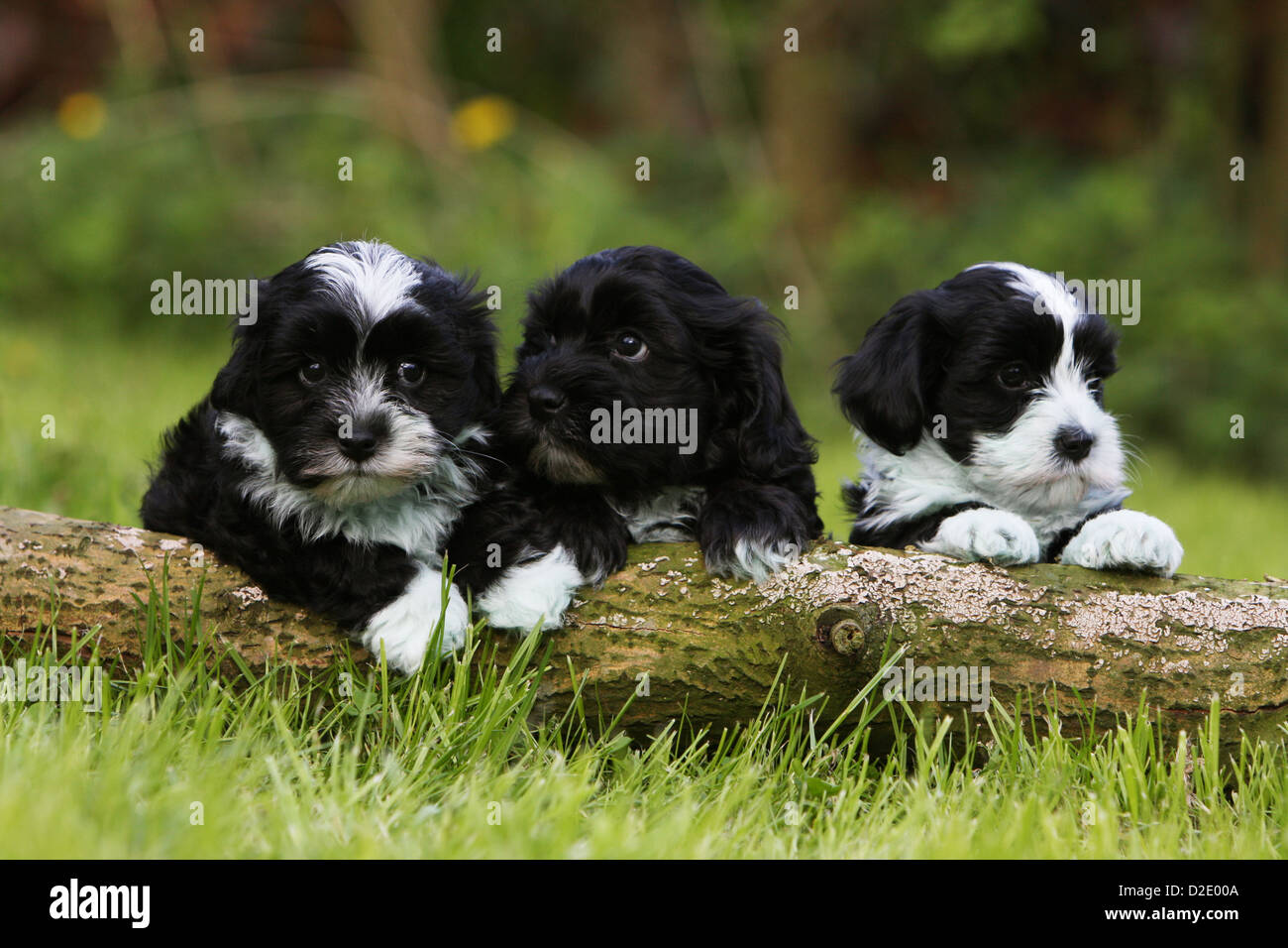 Dog Havanese / Bichon Havanais / Havaneser three puppies different ...