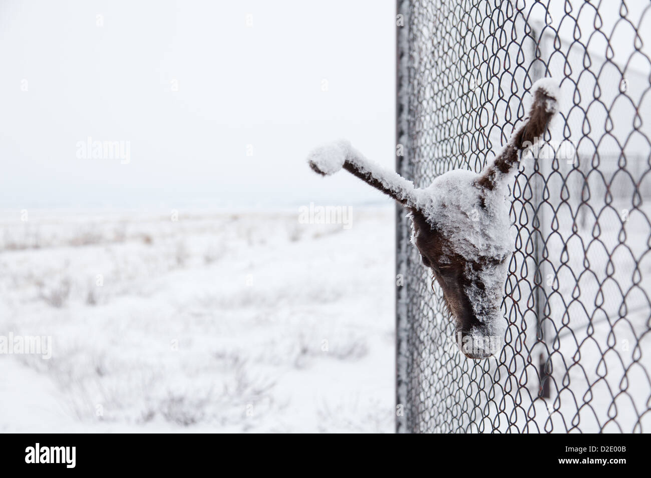 Reindeer head hung on the grid corral Stock Photo - Alamy
