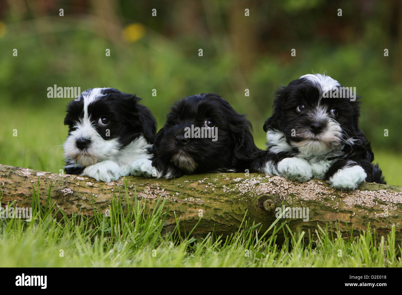 Dog Havanese / Bichon Havanais / Havaneser three puppies different ...