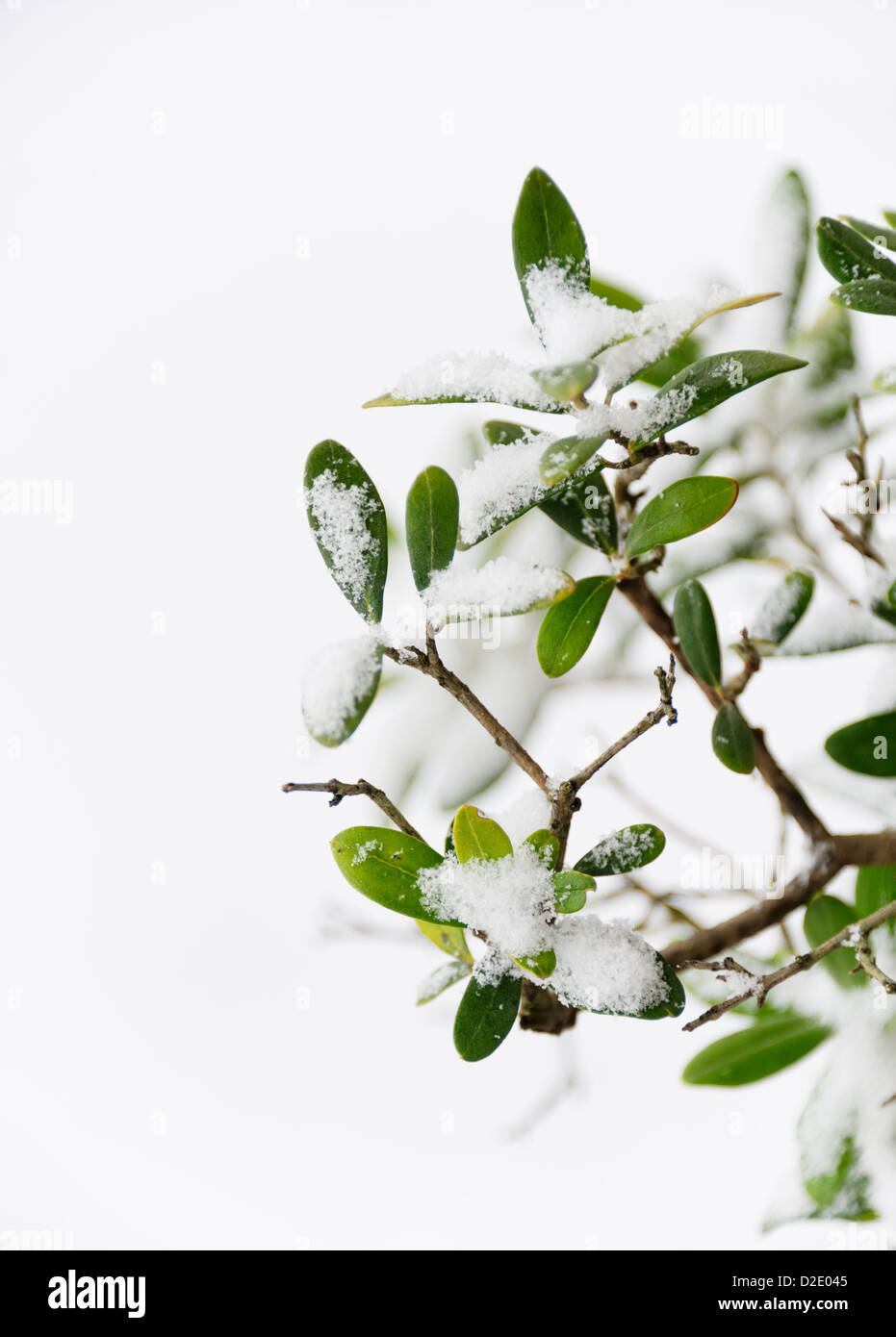 Detail of an olive tree covered by snow Stock Photo - Alamy