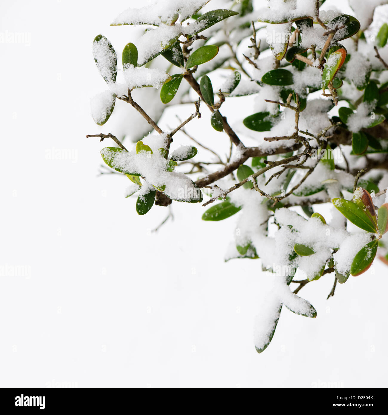 Snow flake leaf hi-res stock photography and images - Alamy