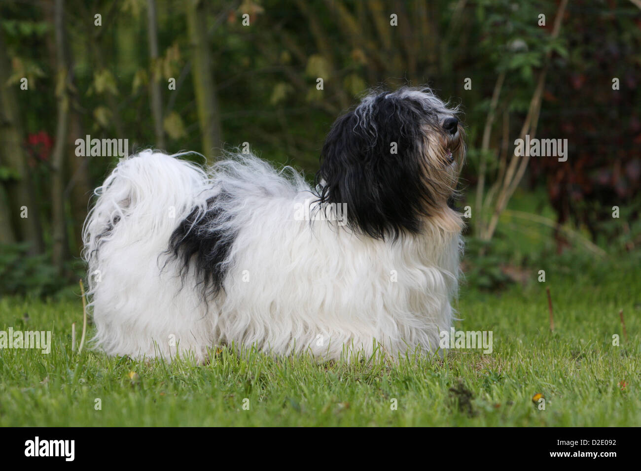 Dog Havanese / Bichon Havanais / Havaneser adult (black and white ...