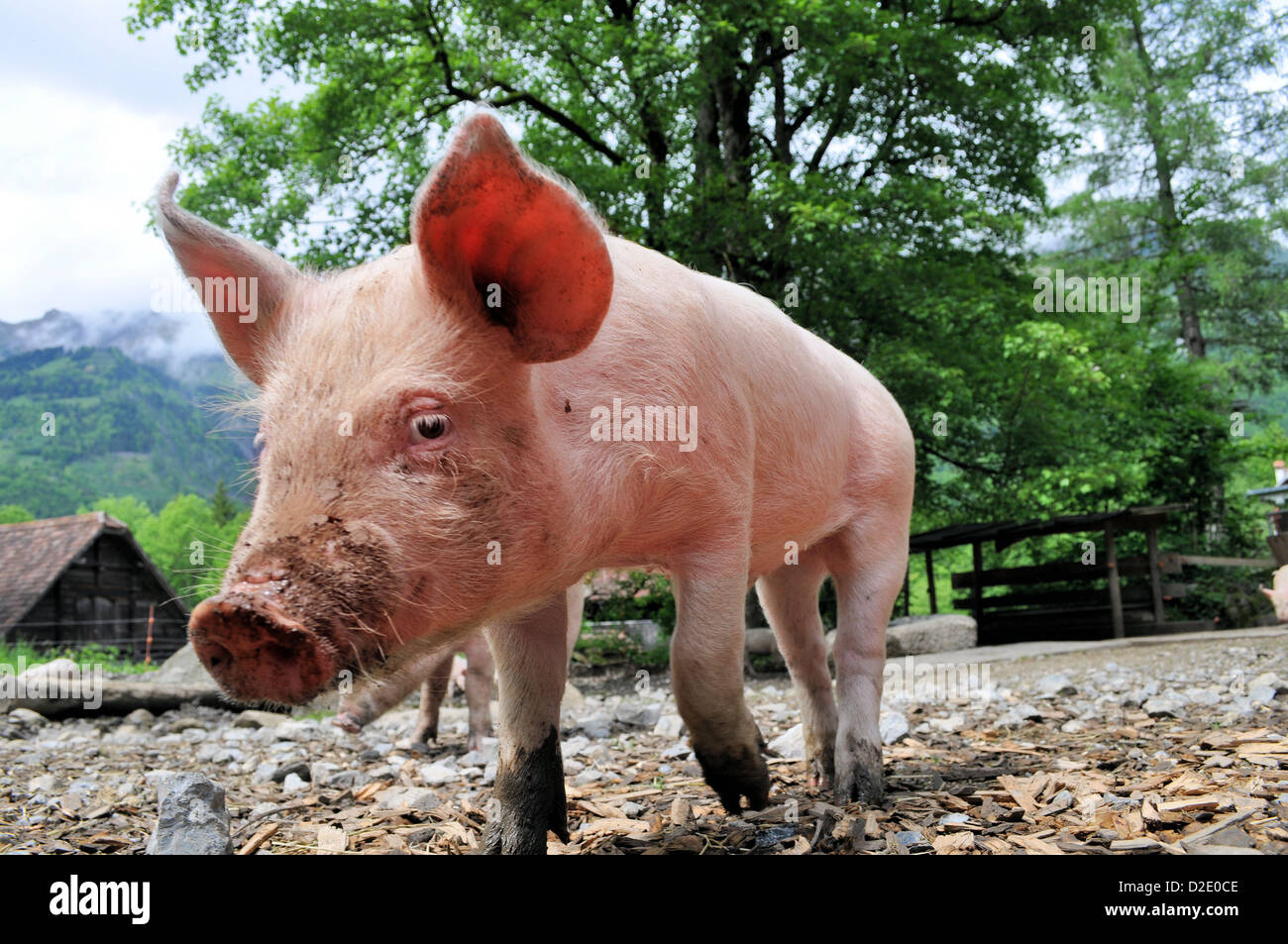 Pig piglet farm hi-res stock photography and images - Alamy