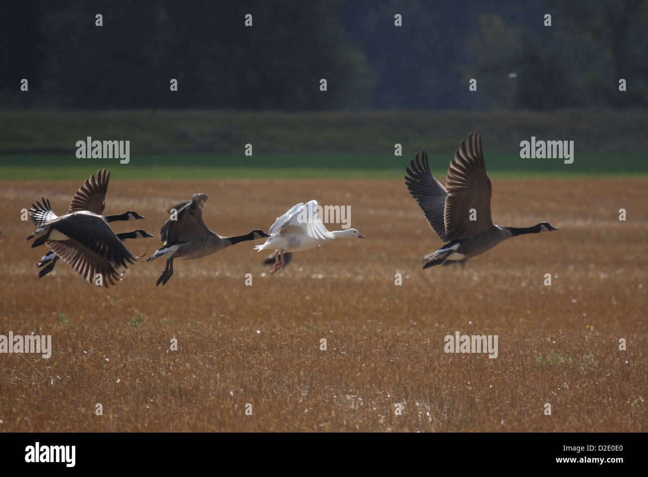 Flying goose hi-res stock photography and images - Alamy