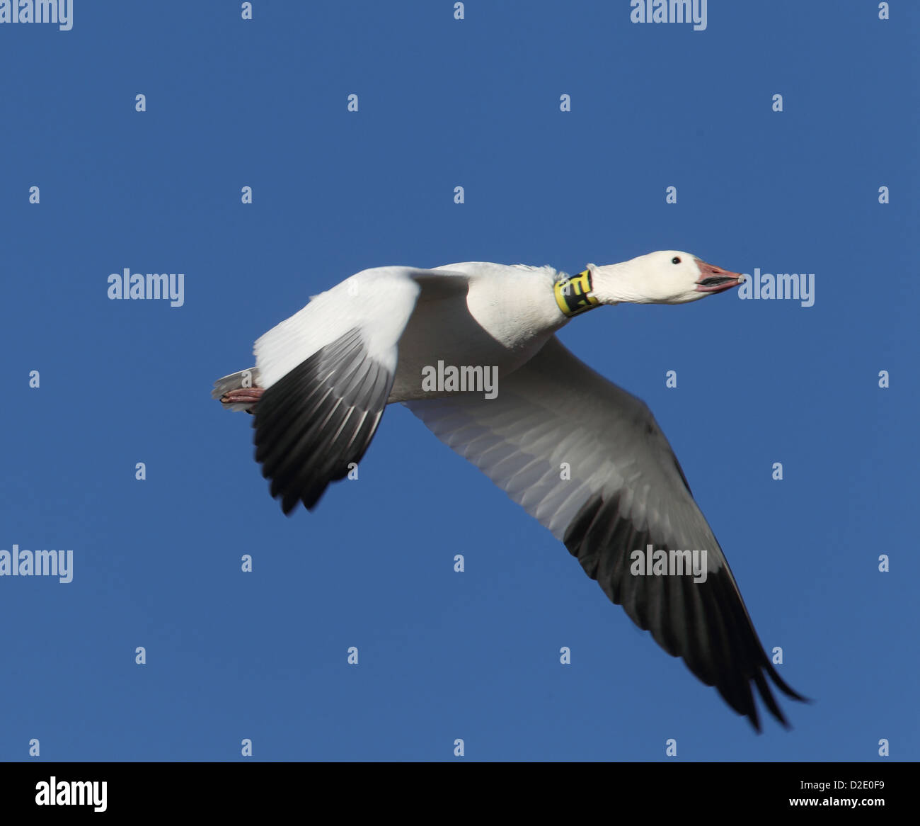 Neck collar hi-res stock photography and images - Alamy