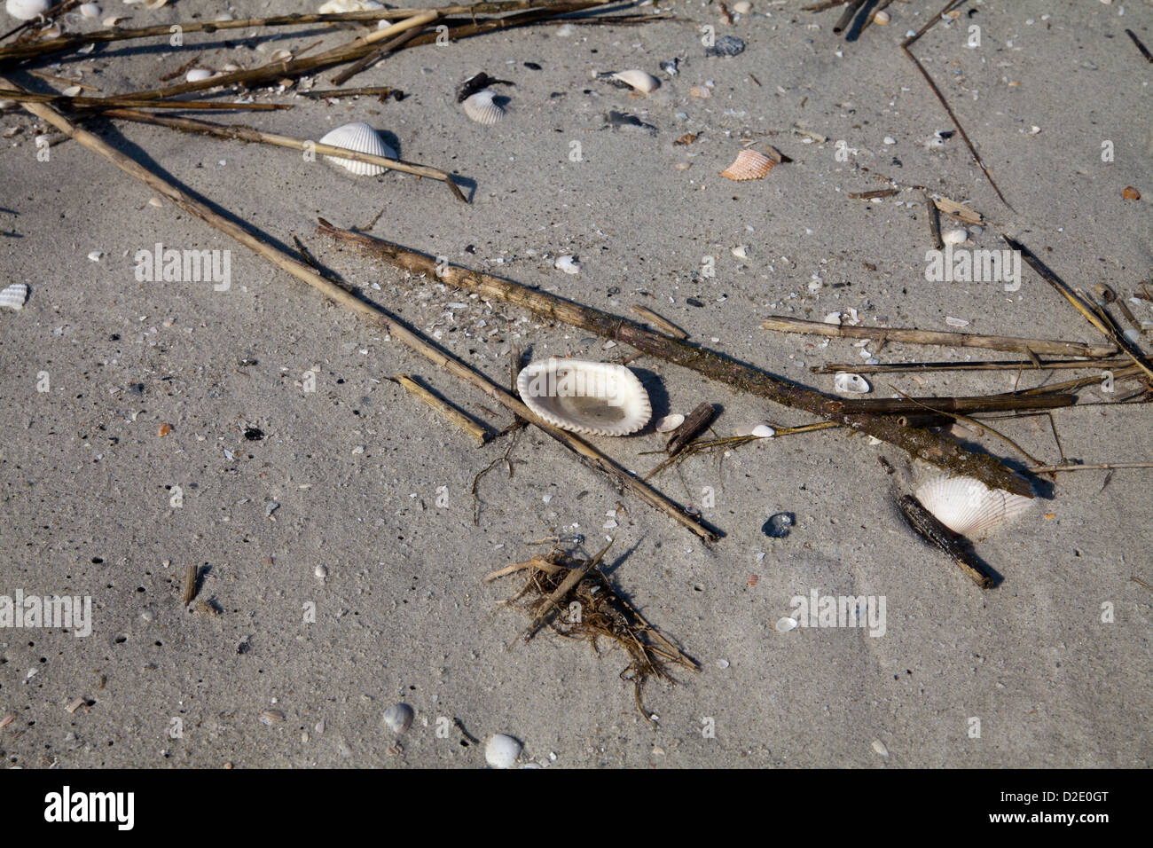 Seashells and sticks Stock Photo - Alamy