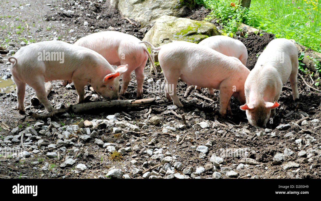 Group of young piglets running free Stock Photo - Alamy