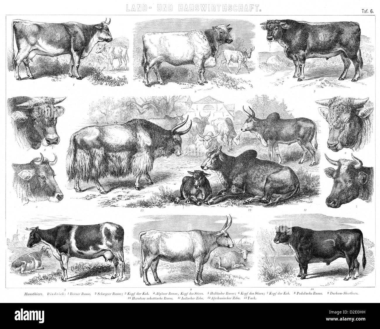 Vintage farm animals, cattle, from the 19th Century Stock Photo - Alamy