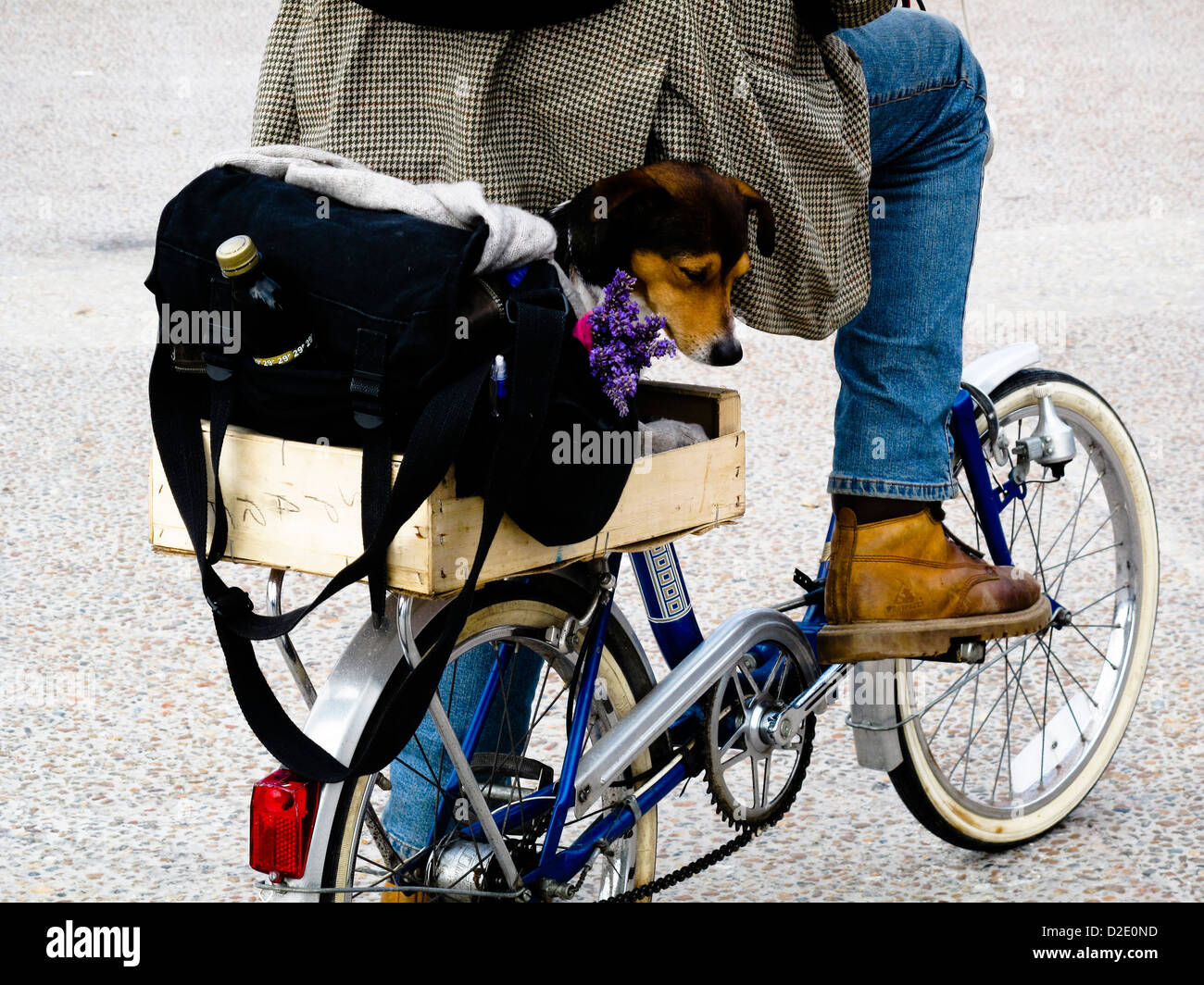 Jack Russell dog on back of bicycle Stock Photo - Alamy