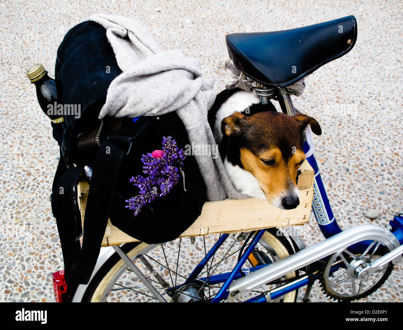 Jack Russell dog on back of bicycle Stock Photo - Alamy