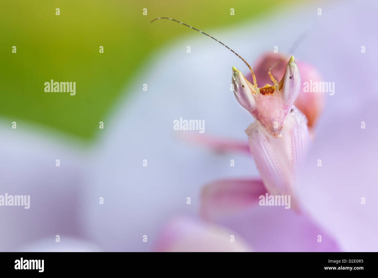 Malaysian Orchid Mantis {Hymenopus coronatus} showing pink colouration ...