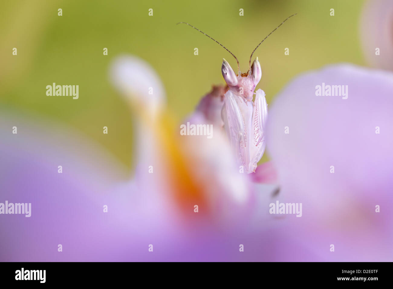 Malaysian Orchid Mantis {Hymenopus coronatus} showing pink colouration ...