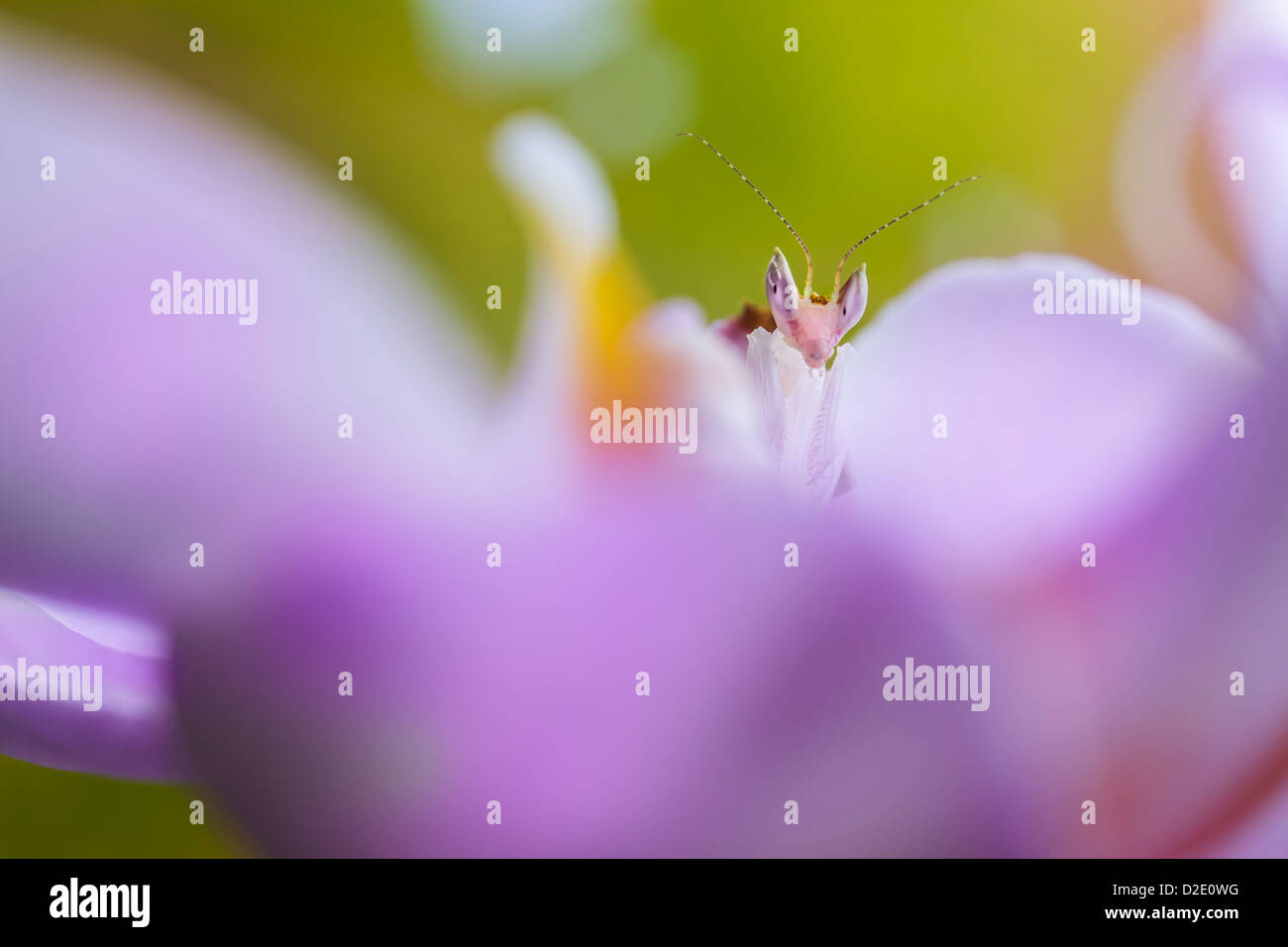 Malaysian Orchid Mantis {Hymenopus coronatus} showing pink colouration ...