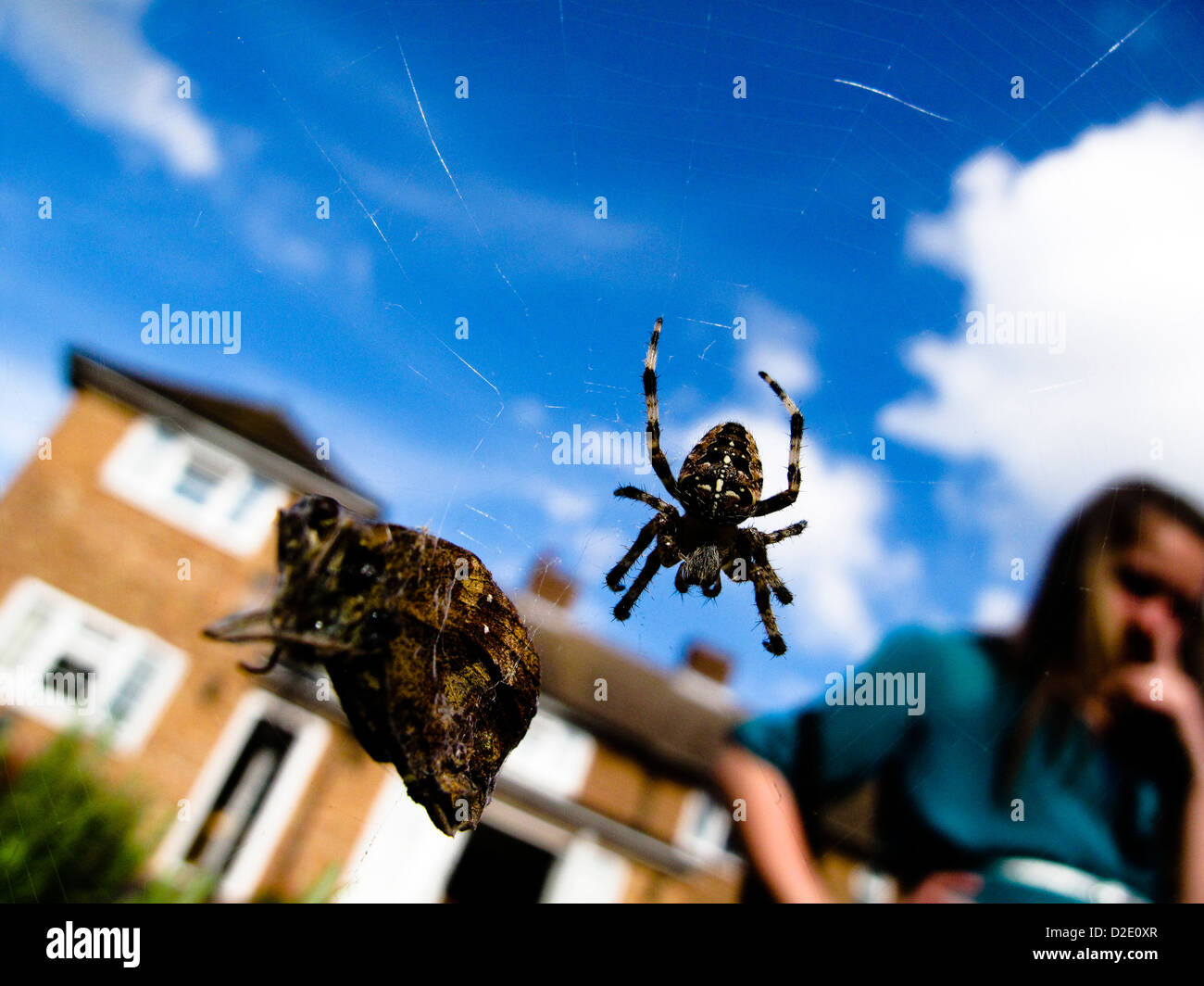 Girl looking at garden spider hi-res stock photography and images - Alamy