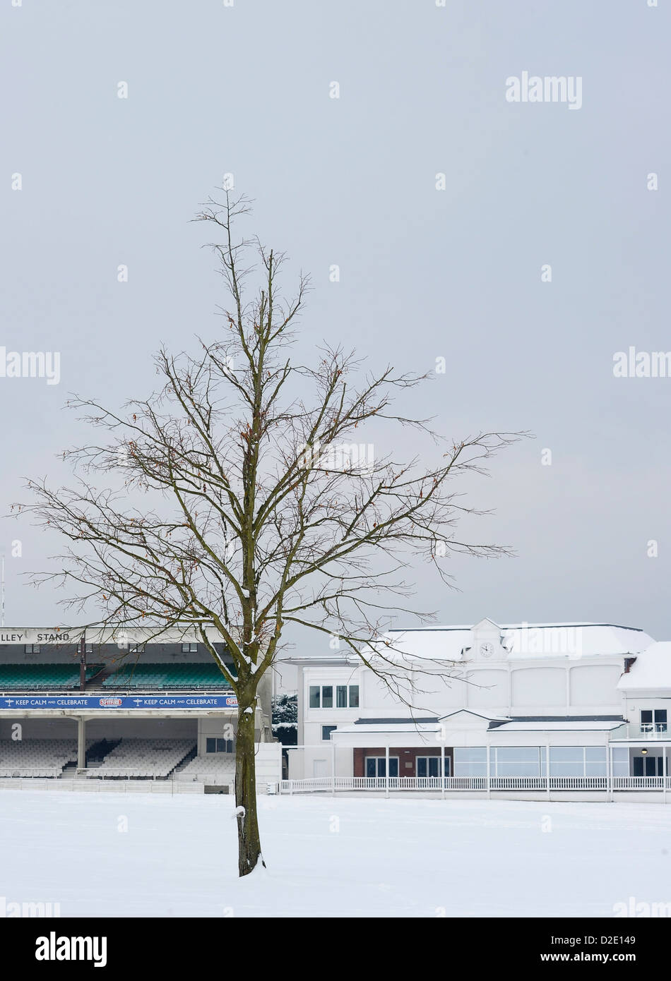 The Famous Lime Tree At The St Lawrence Cricket Ground High Resolution ...