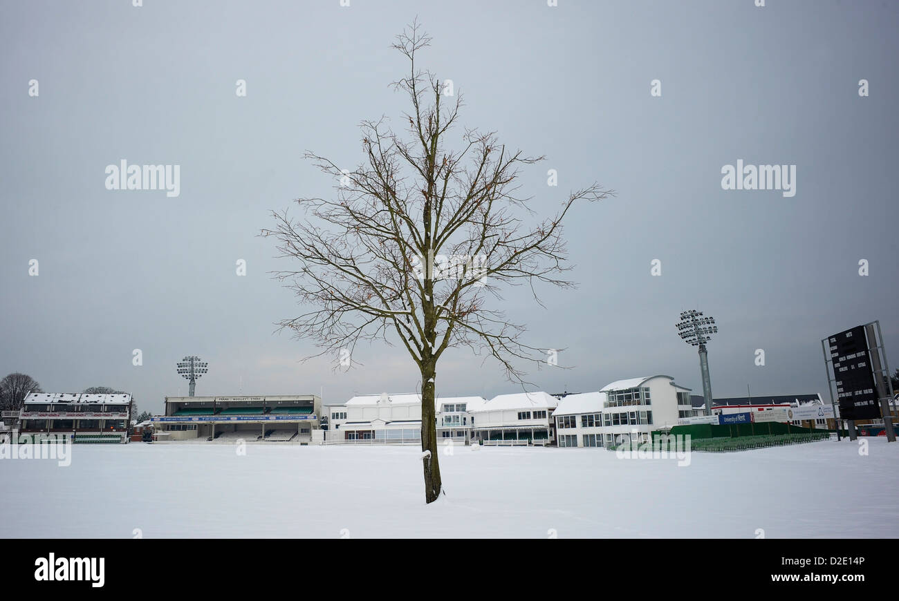The Famous Lime Tree At The St Lawrence Cricket Ground High Resolution ...