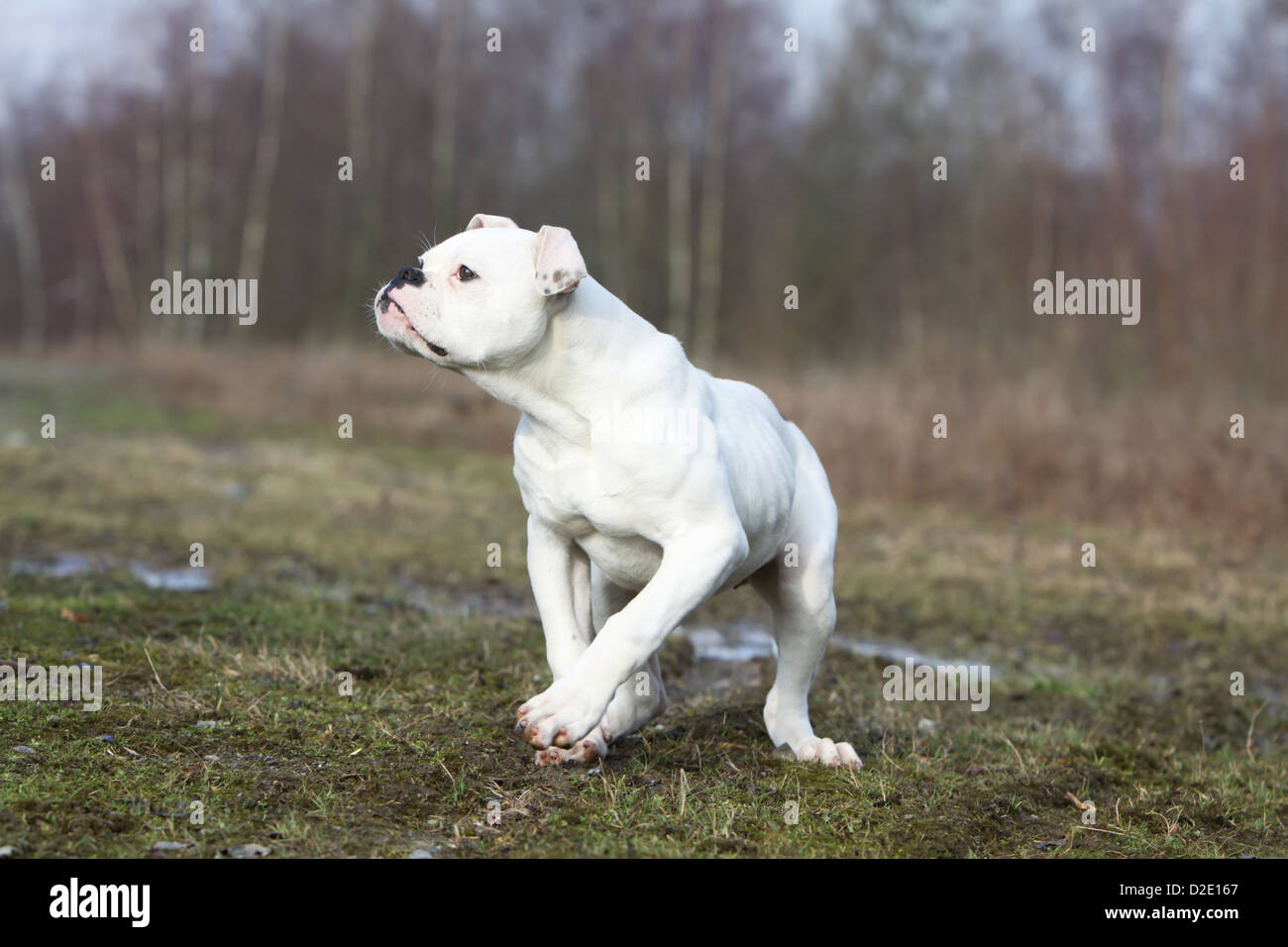 White bulldog paw hi-res stock photography and images - Alamy