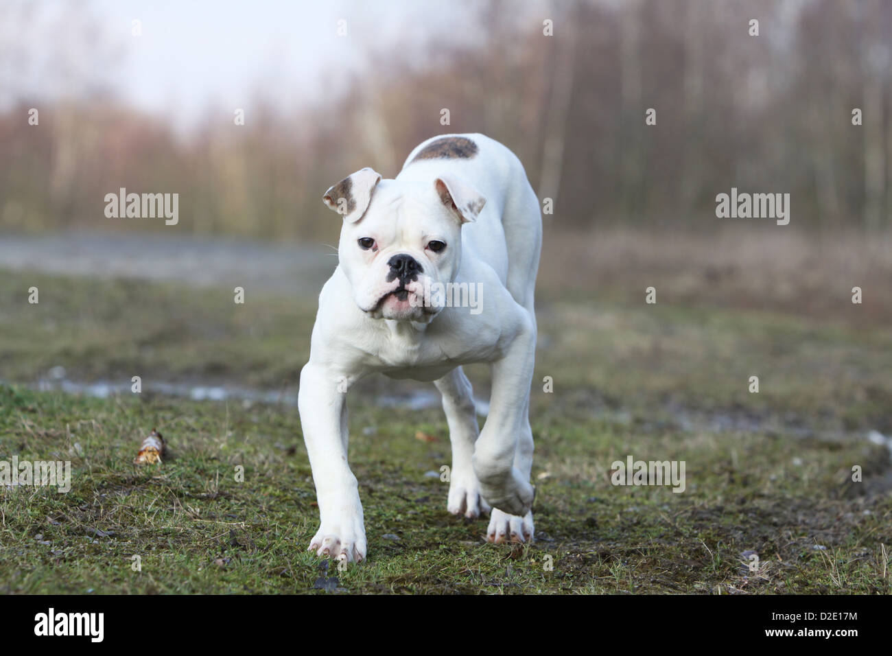 American bully walking hi-res stock photography and images - Alamy