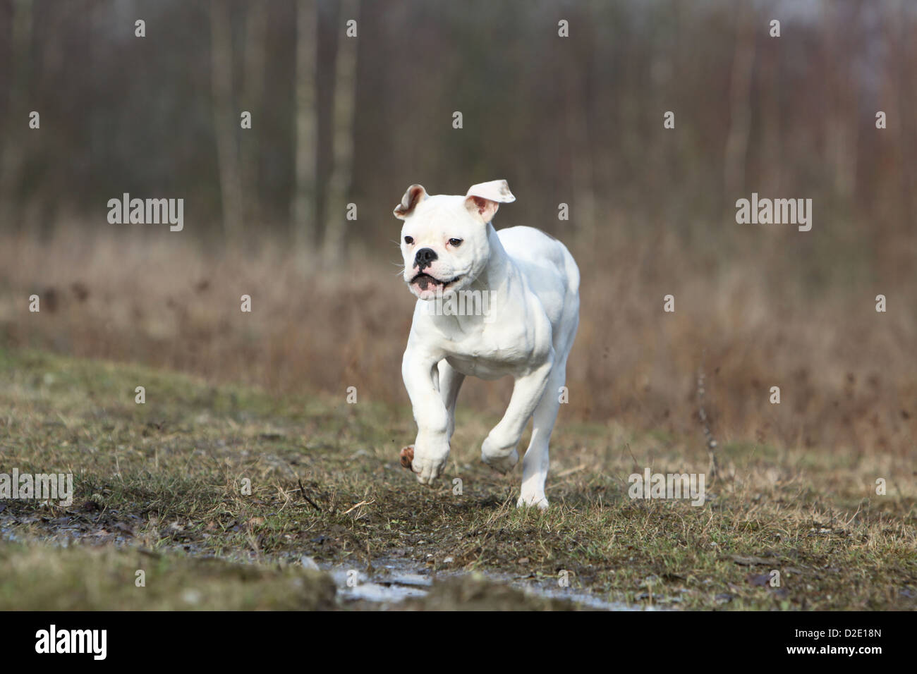 A bully hi-res stock photography and images - Alamy