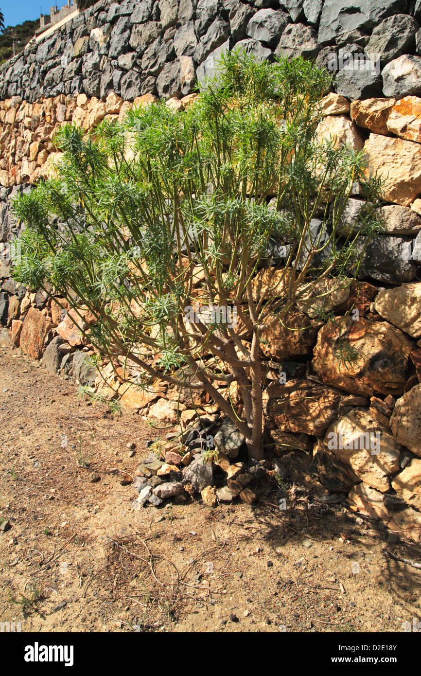 Sweet tabaiba hi-res stock photography and images - Alamy