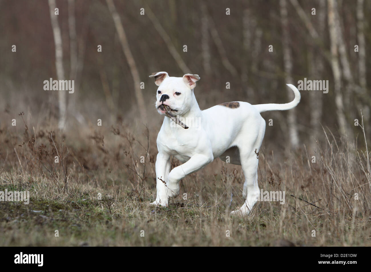 Dog American Bulldog / Bully adult running in a meadow Stock Photo - Alamy