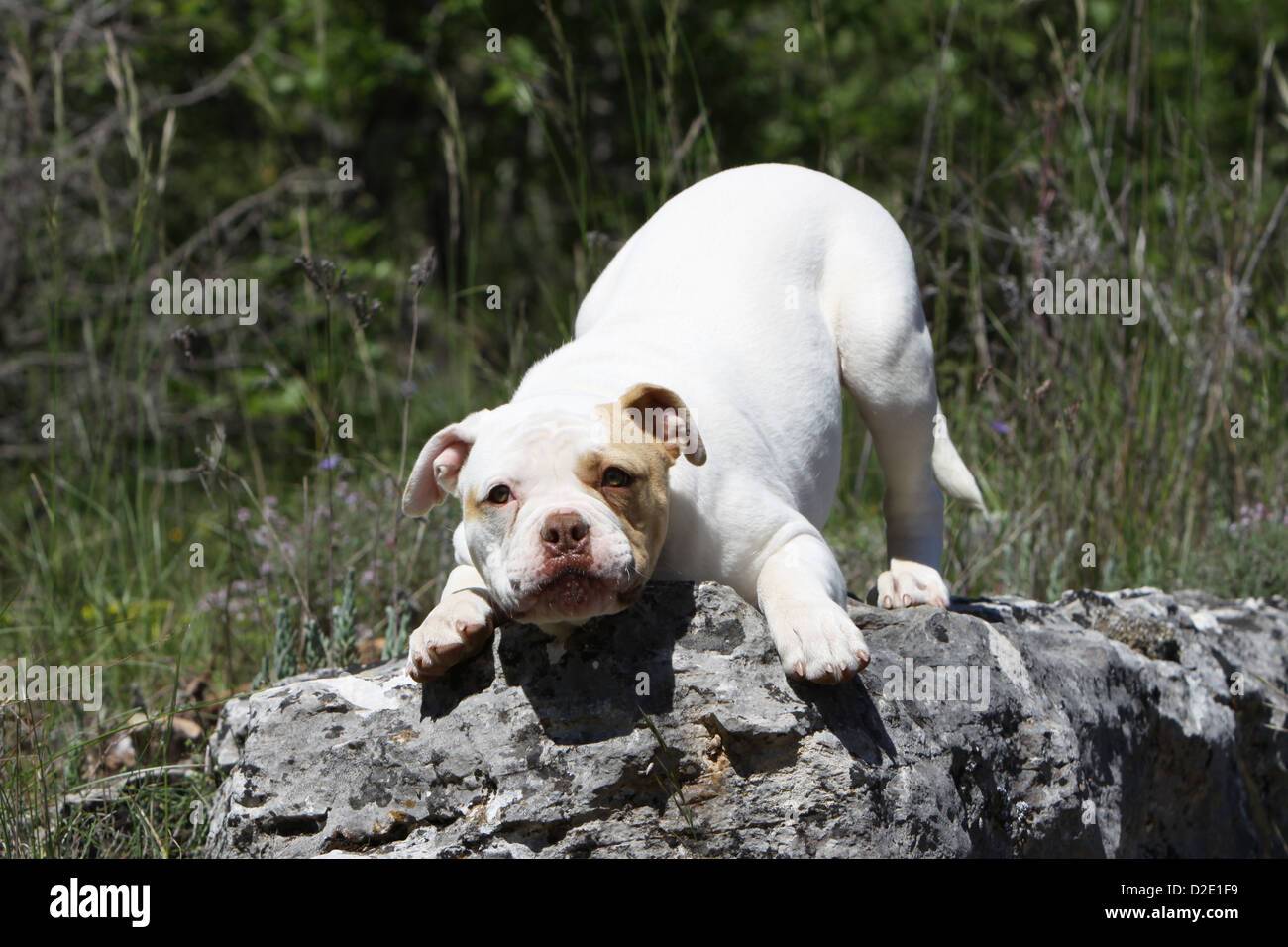 How Do I Stop My American Bulldog From Chewing On Chairs