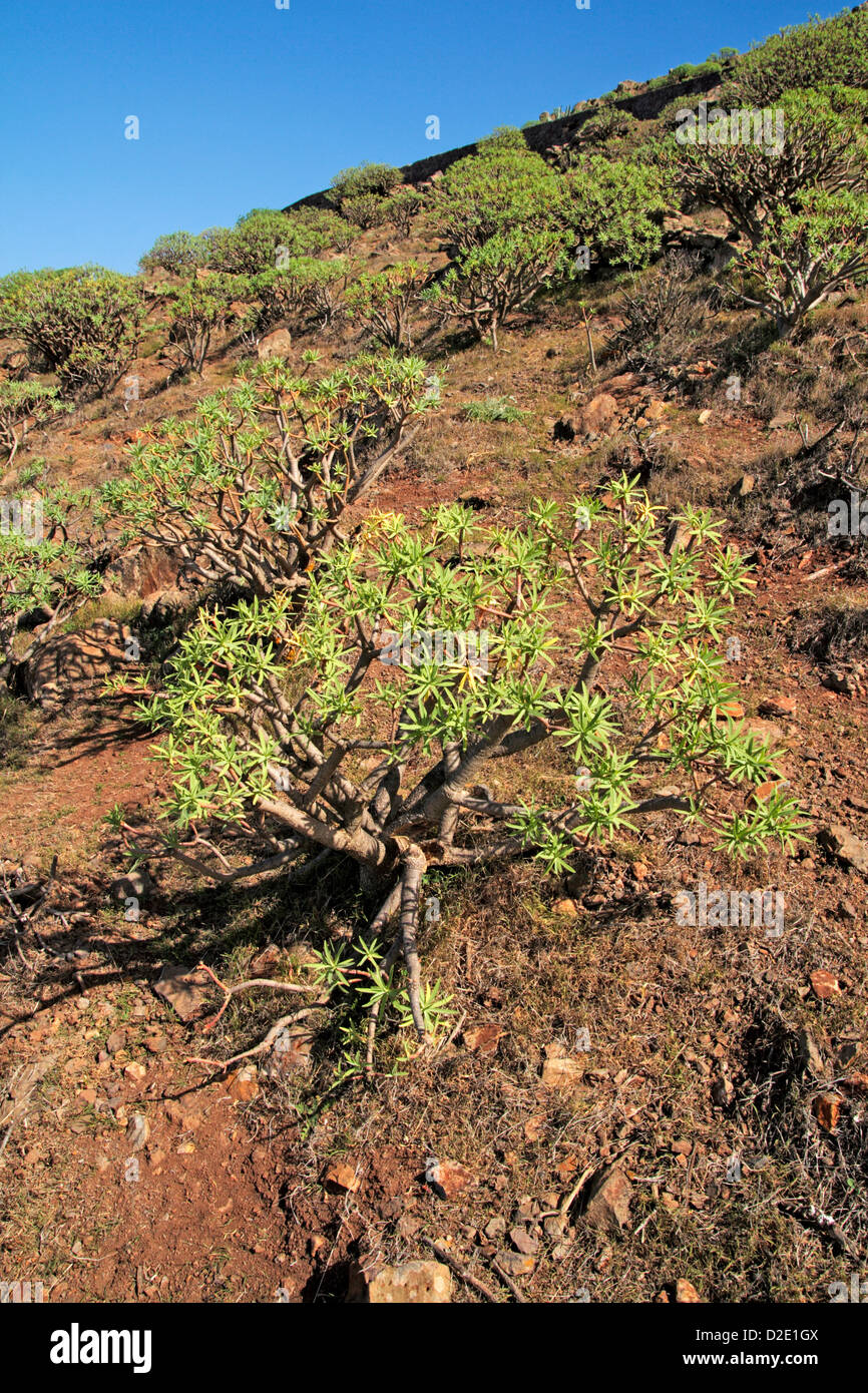 Tabaiba hi-res stock photography and images - Alamy