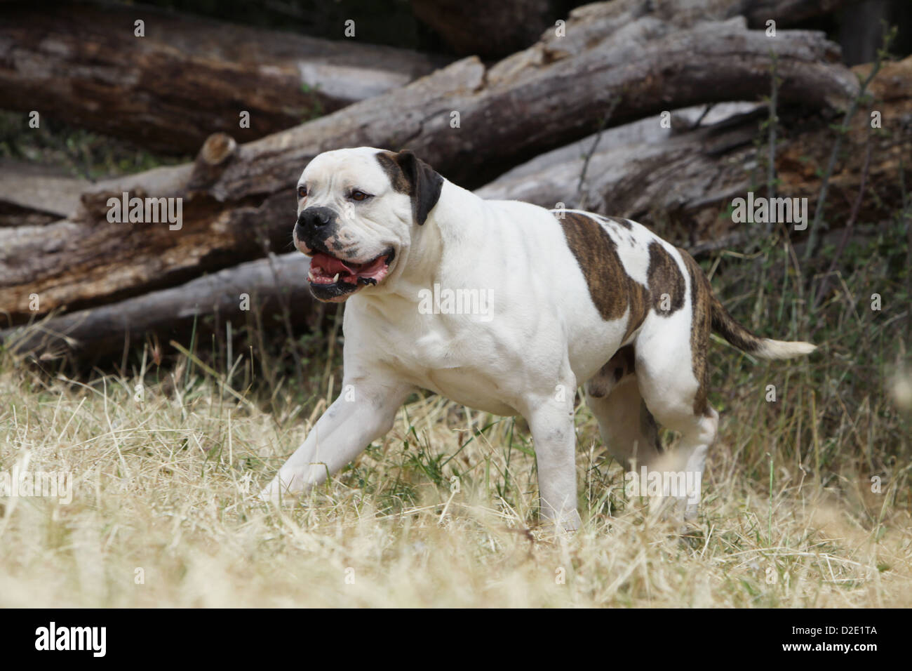 American bully walking hi-res stock photography and images - Alamy