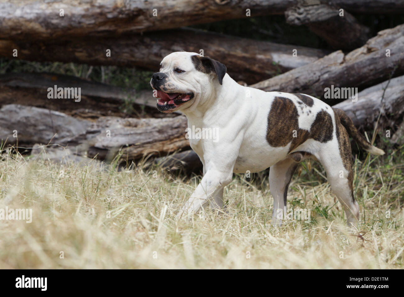 American bully walking hi-res stock photography and images - Alamy