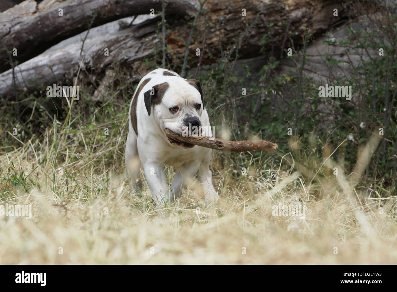 Are Bully Sticks Good For English Bulldogs
