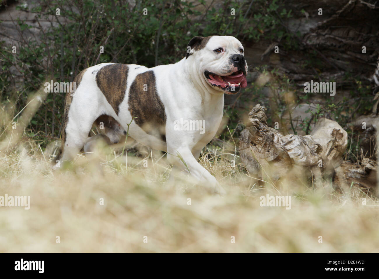 American bully walking hi-res stock photography and images - Alamy