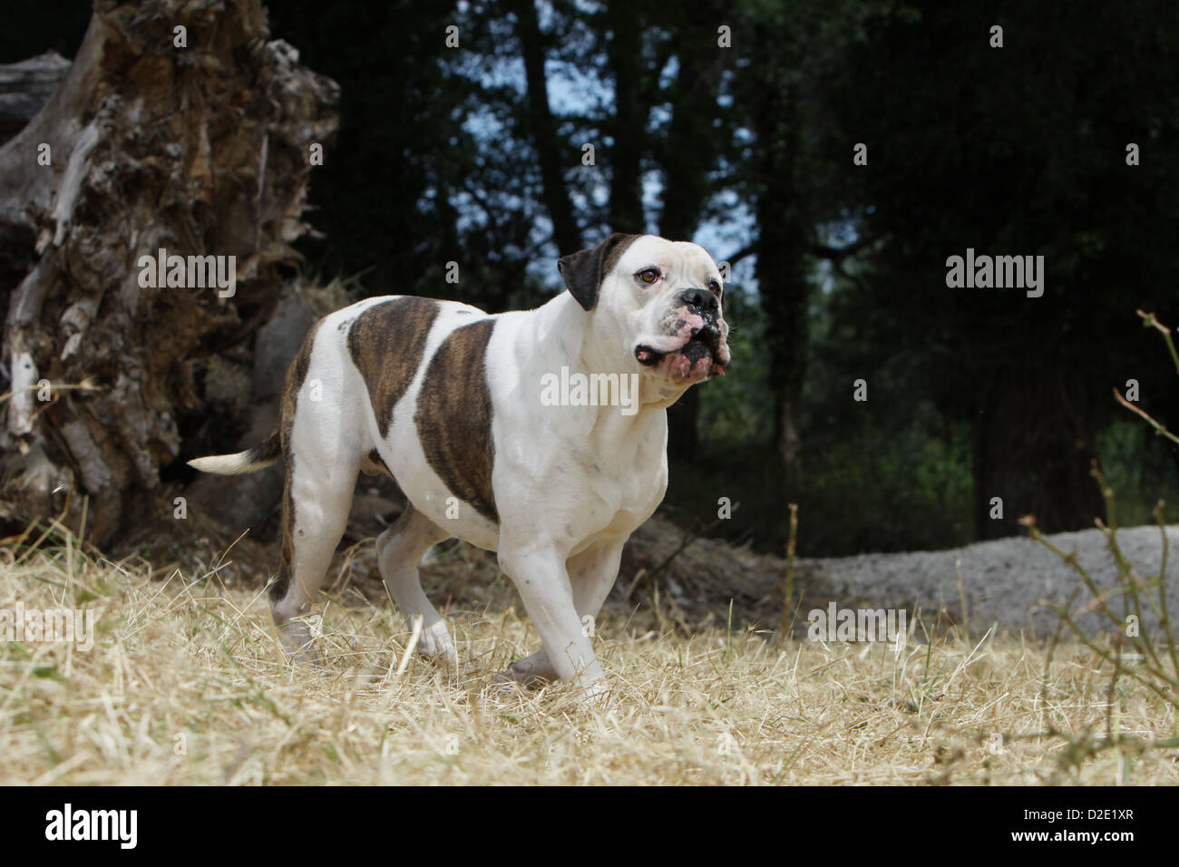 American bully walking in hi-res stock photography and images - Alamy