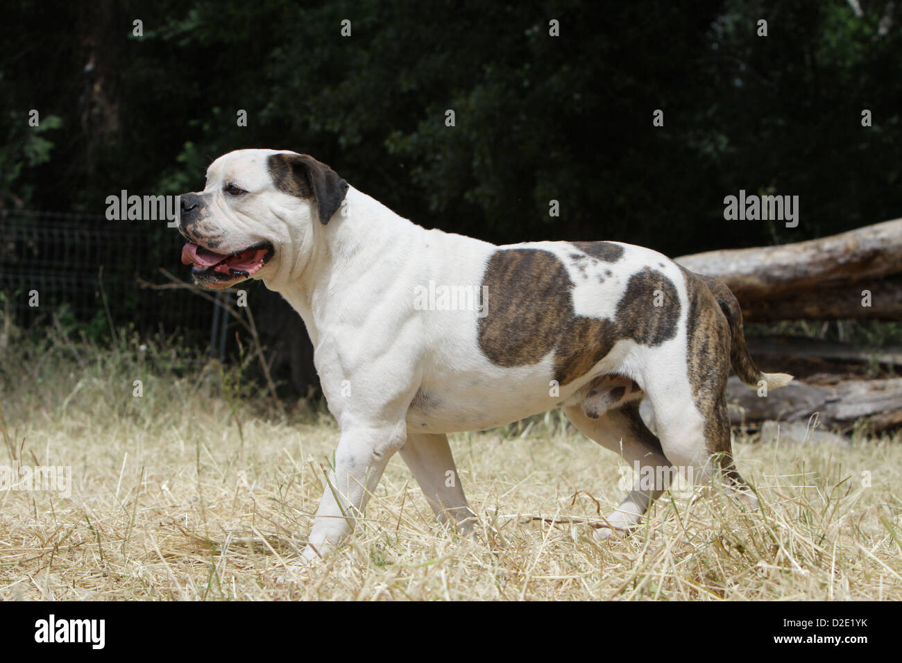 American bully walking hi-res stock photography and images - Alamy