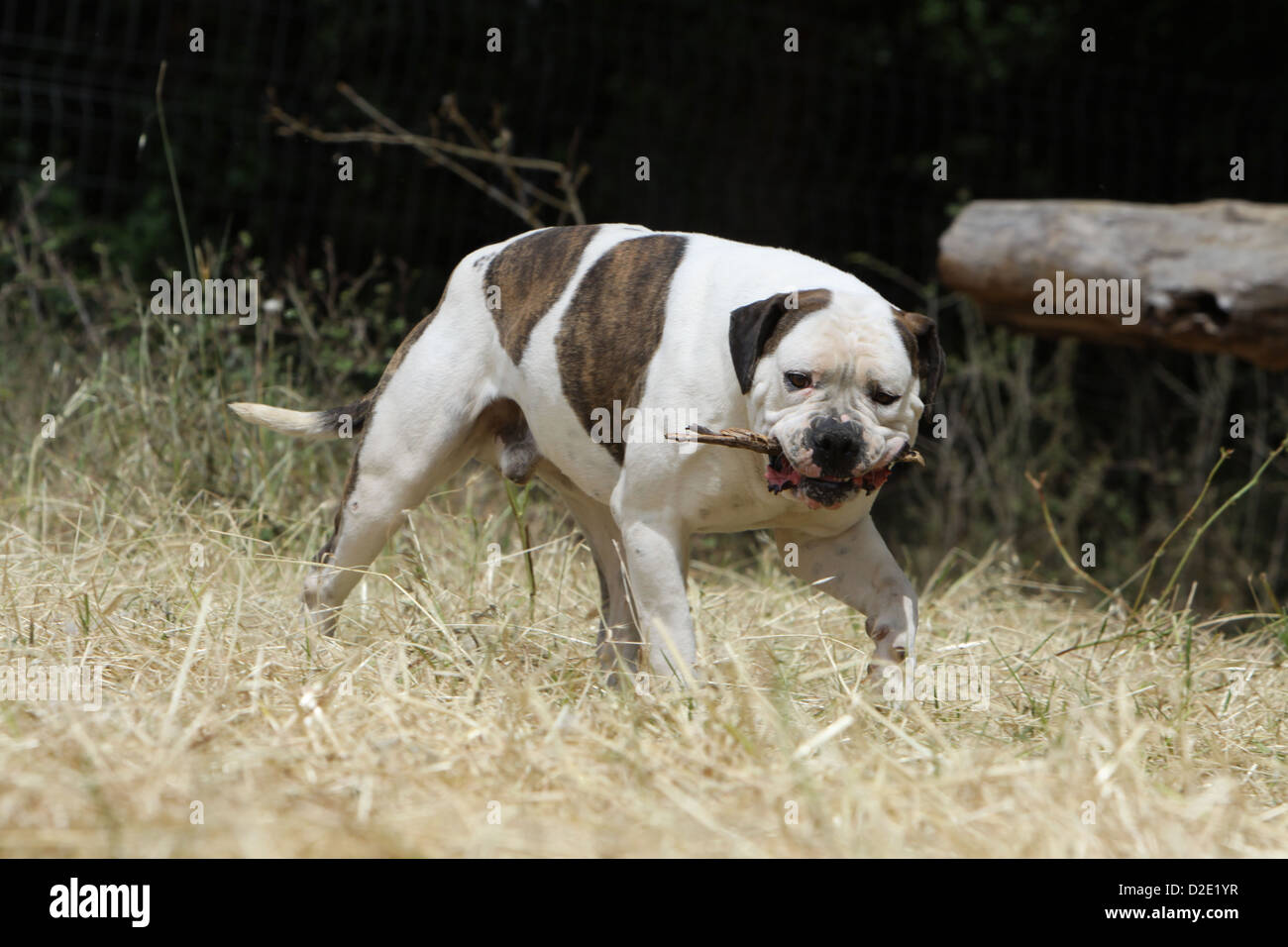 American bulldog hi-res stock photography and images - Alamy